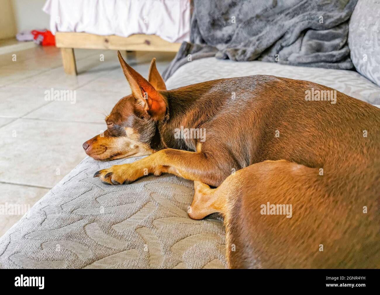 Mexican Chihuahua dog is tired and lies on a couch in a funny way in ...