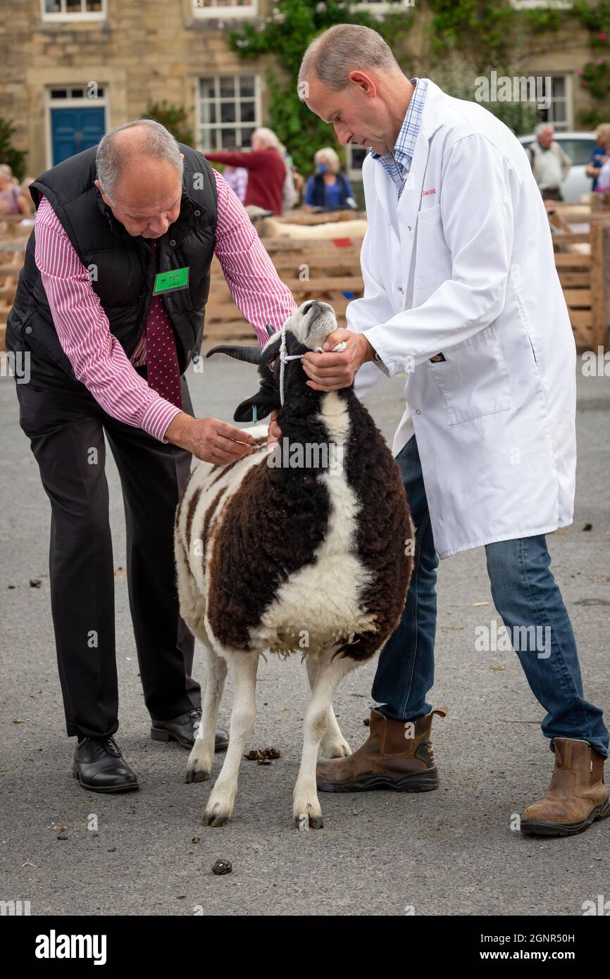 Masham Sheep fair 2021, , a traditional rural event held every ...