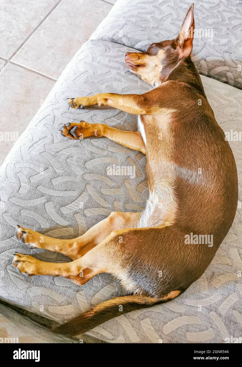 Mexican Chihuahua dog is tired and lies on a couch in a funny way in ...