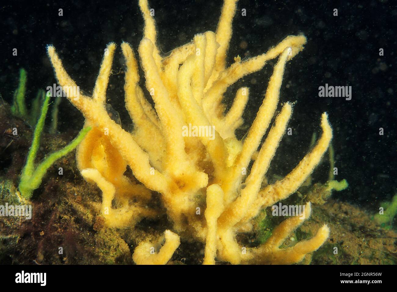 Porifera sponges hi-res stock photography and images - Alamy