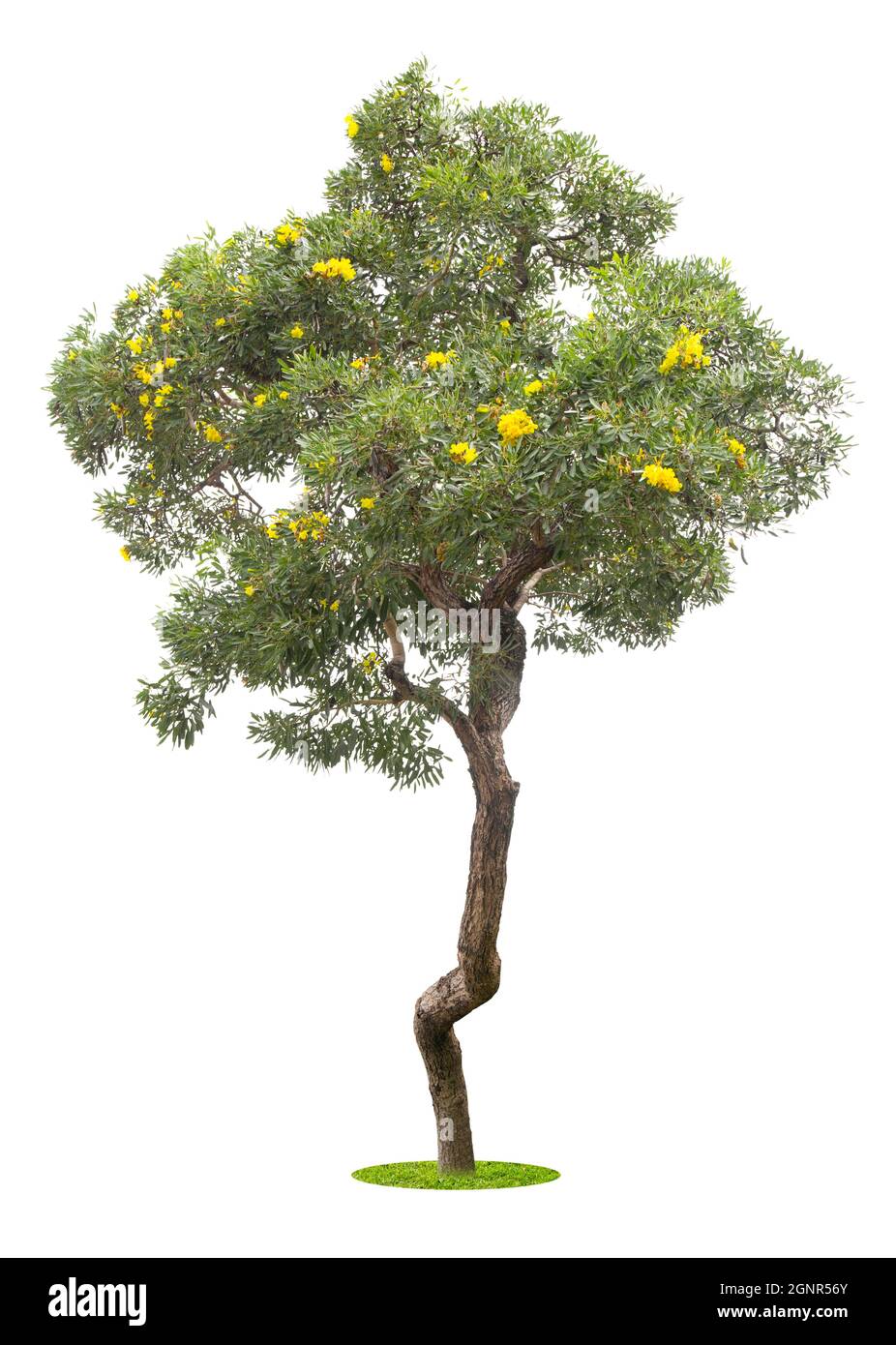 The freshness big green tree with yellow flowers isolated on white ...