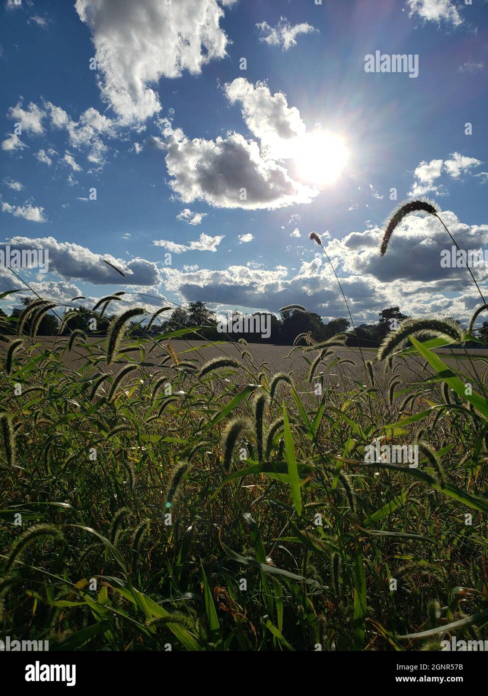 Afternoon at a Farm Field Stock Photo - Alamy