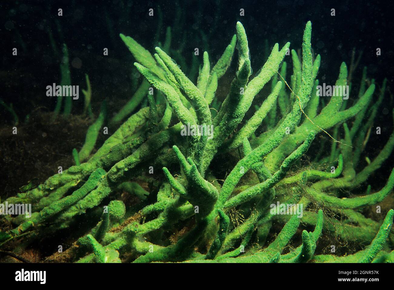 Freshwater sponge underwater filtering water for food Stock Photo - Alamy