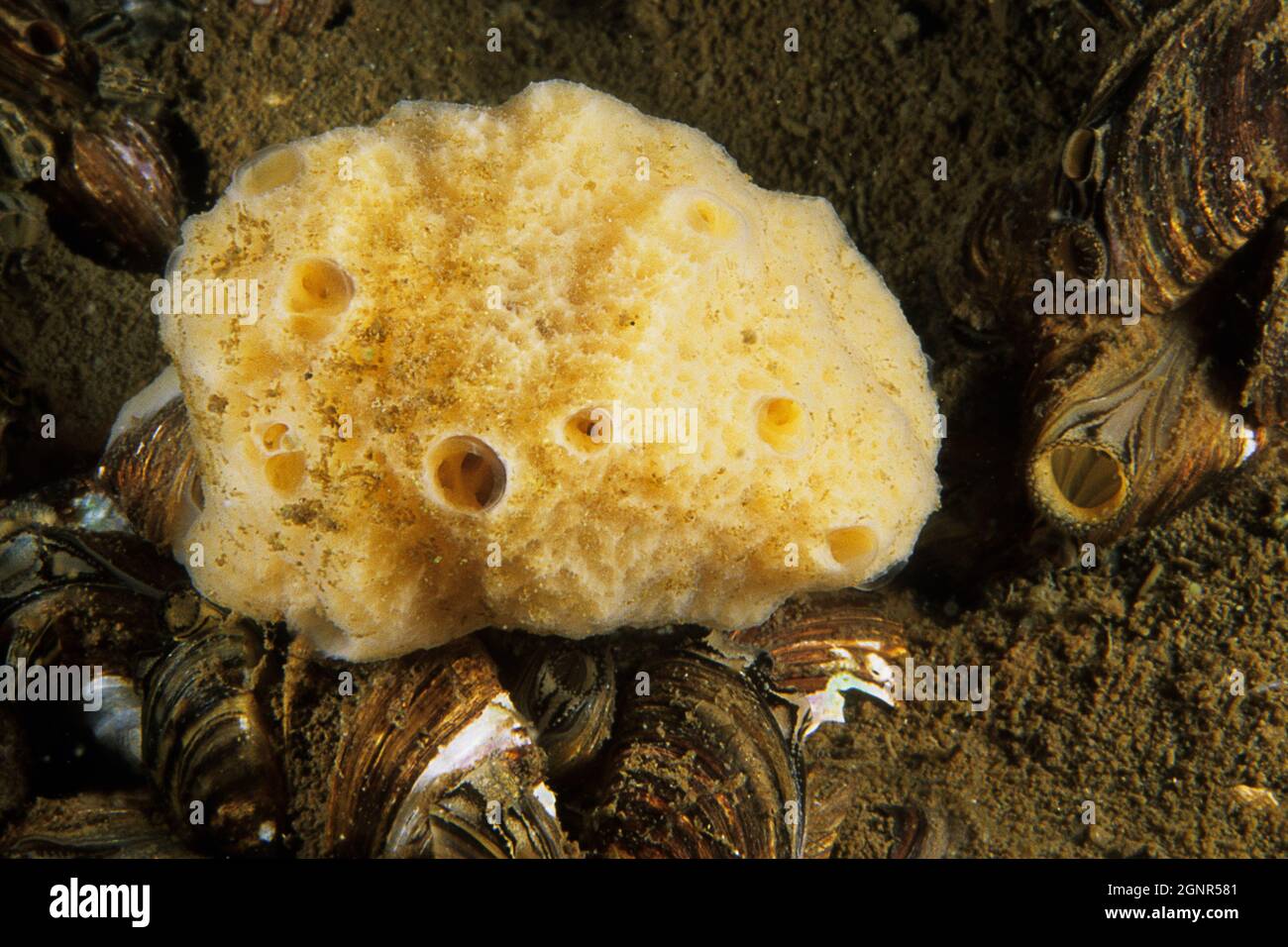 Razzables Sponge Animal