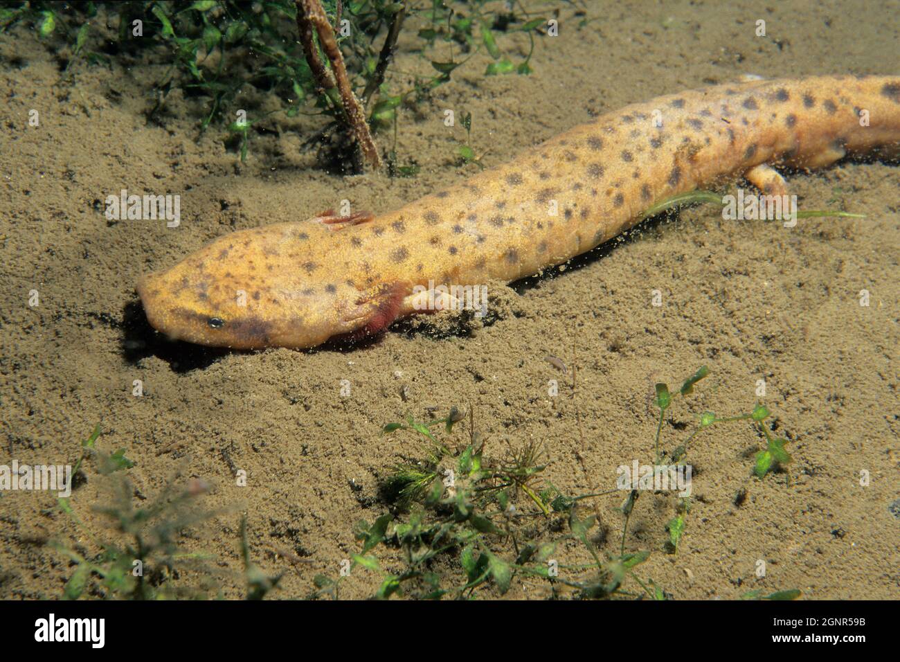 Salamander in water hi-res stock photography and images - Alamy