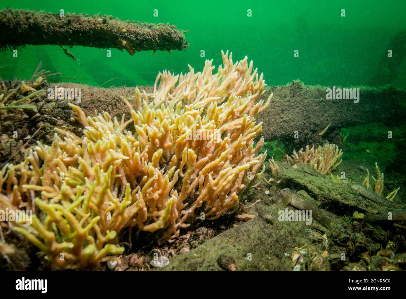 Freshwater sponge living on a shipwreck underwater in the St. Lawrence ...