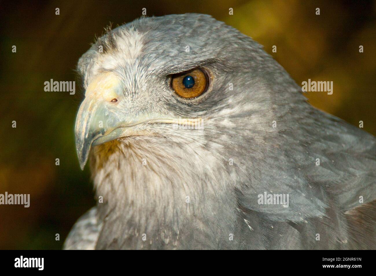 Beautiful detail of a Halk face Stock Photo - Alamy