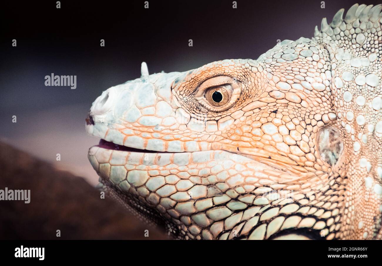 Fat iguana hi-res stock photography and images - Alamy