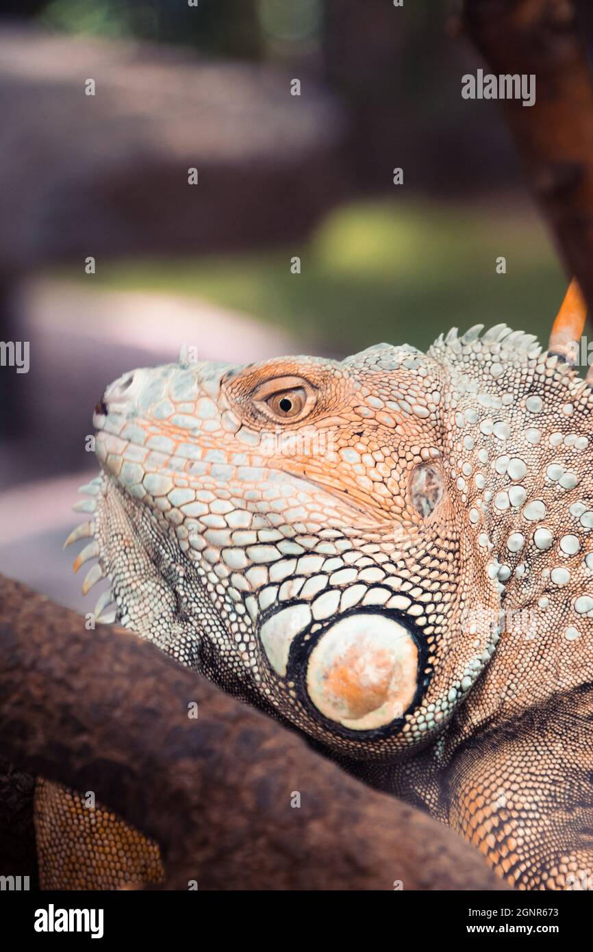 Fat iguana hi-res stock photography and images - Alamy