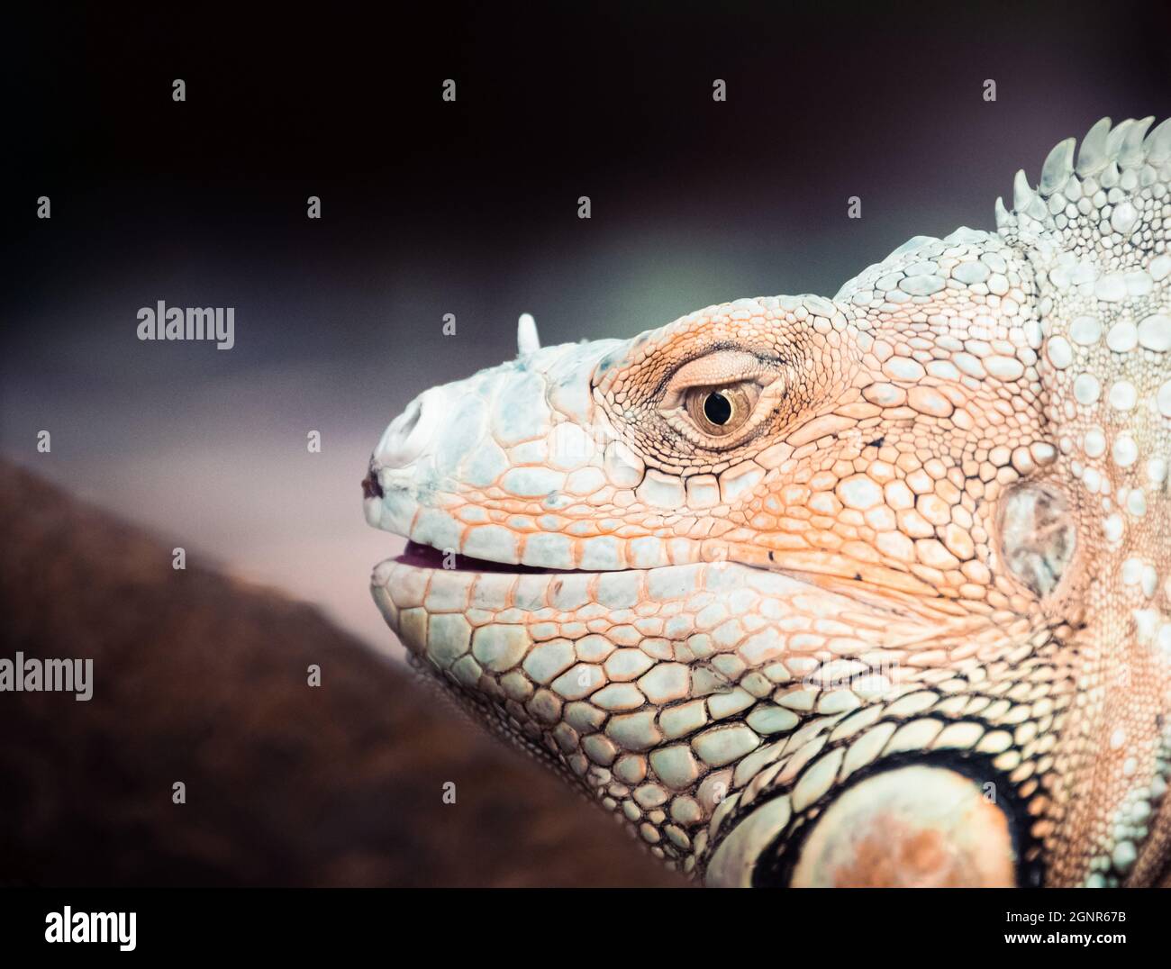 Fat iguana hi-res stock photography and images - Alamy