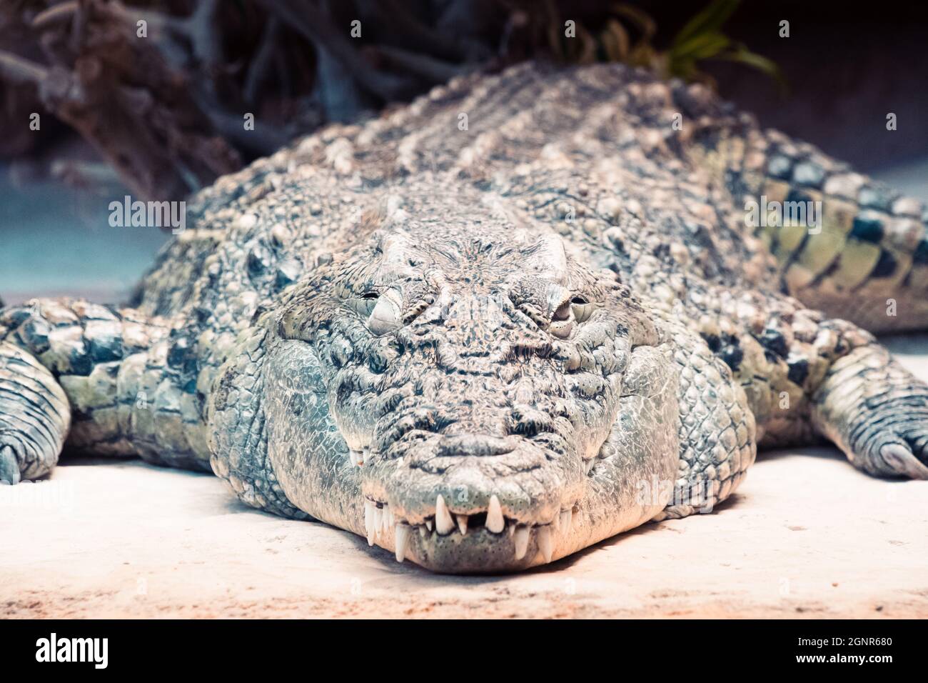 Crocodile Fat High Resolution Stock Photography and Images - Alamy