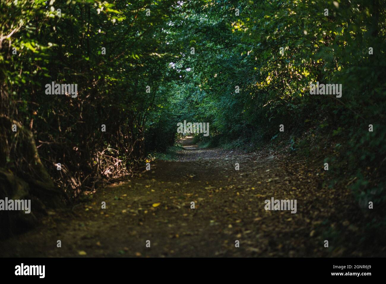 Forest path surrounded by dense vegetation Stock Photo - Alamy