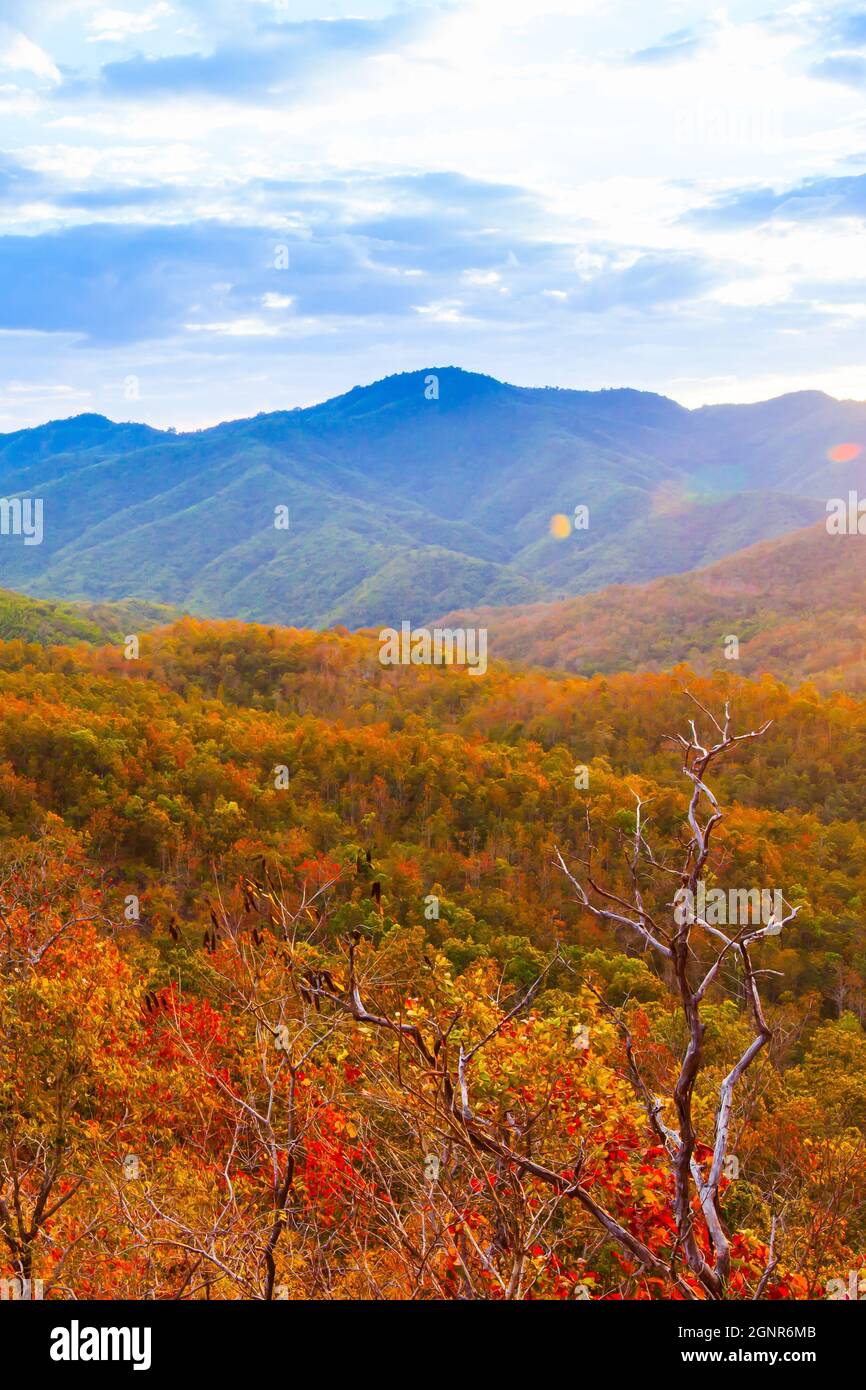Scenery of autumn mountains at sunset, colourful forest in season ...