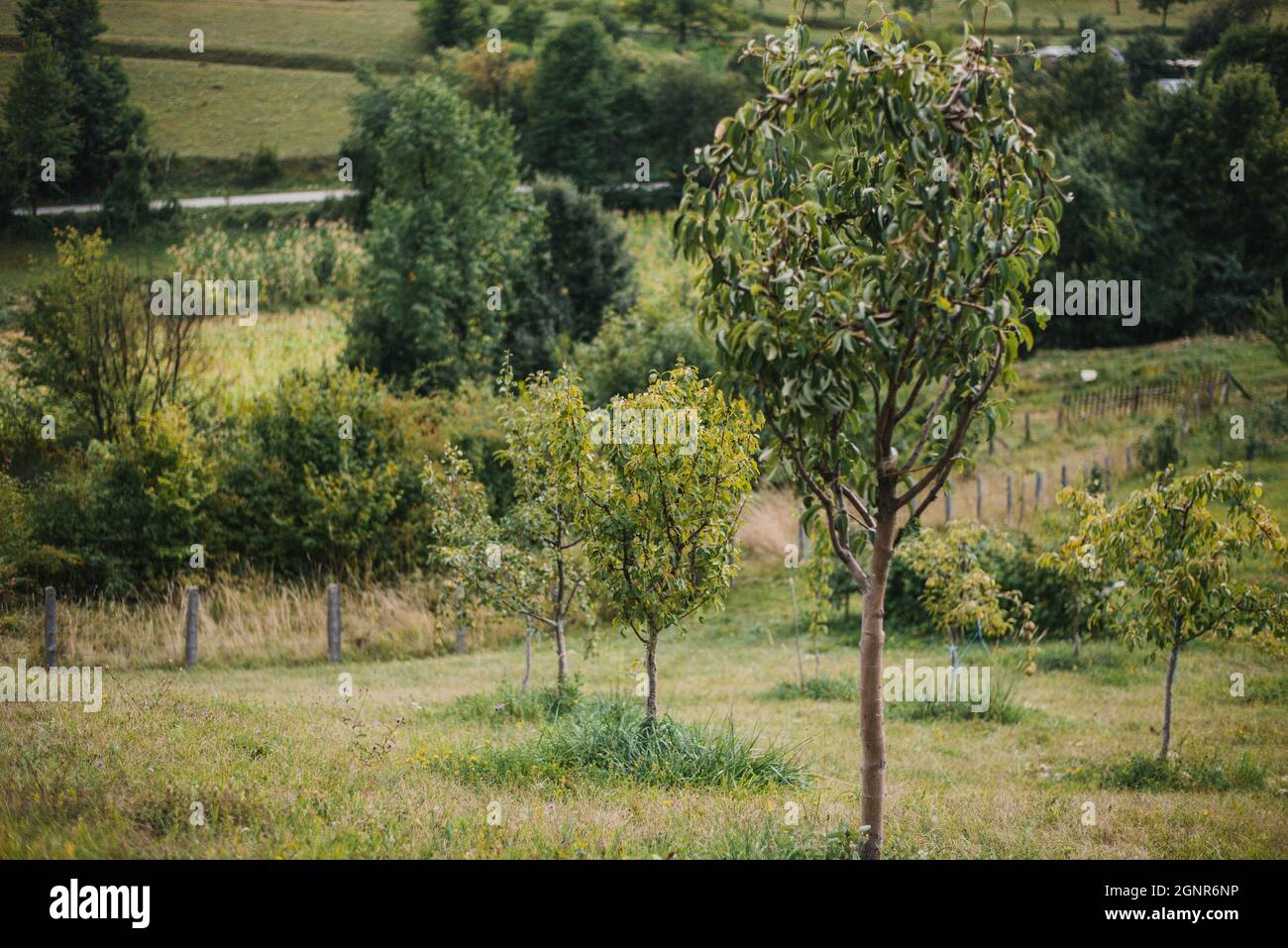 Young trees growing in the garden Stock Photo - Alamy