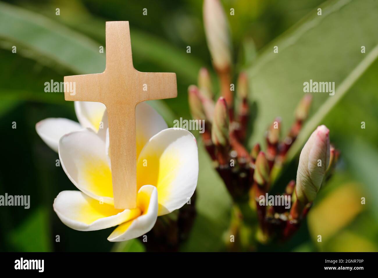 Magnolia cross hi-res stock photography and images - Alamy