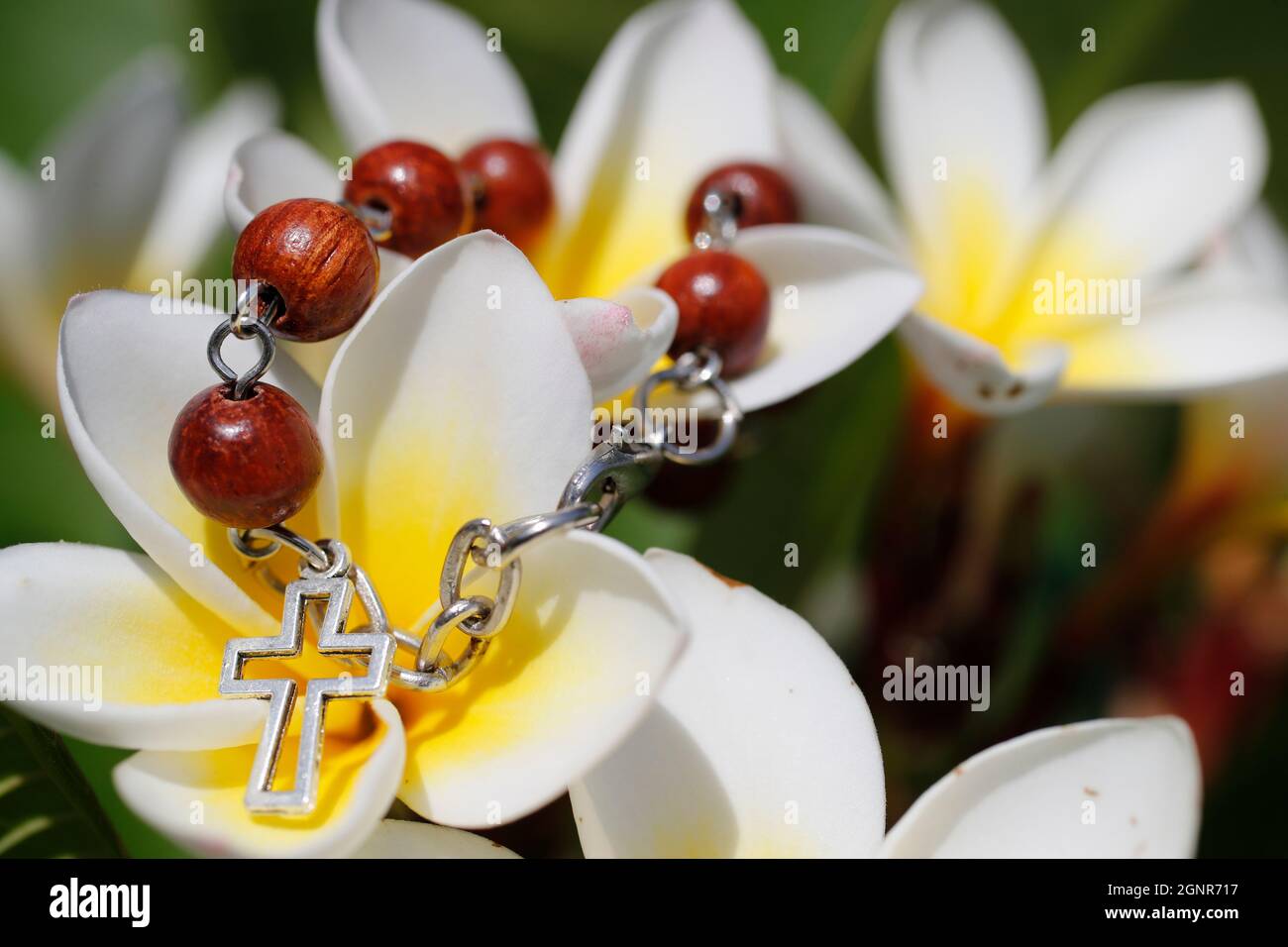 Magnolia cross hi-res stock photography and images - Alamy