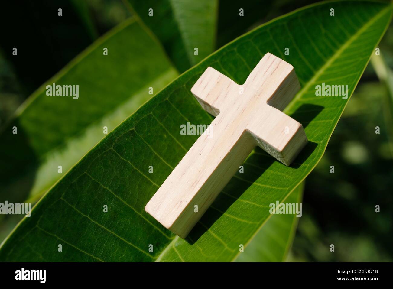 Magnolia cross hi-res stock photography and images - Alamy