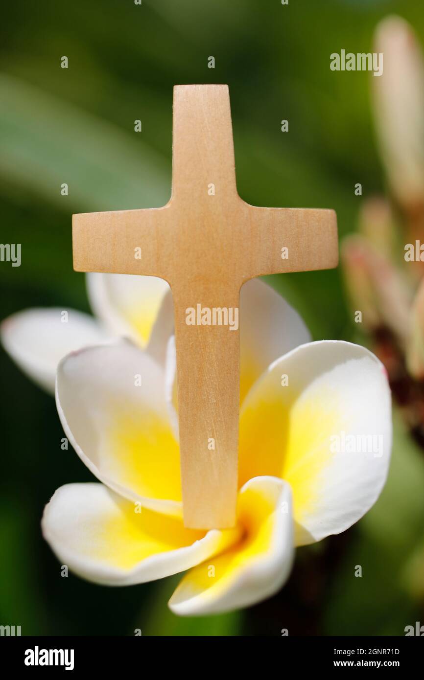 Magnolia cross hi-res stock photography and images - Alamy