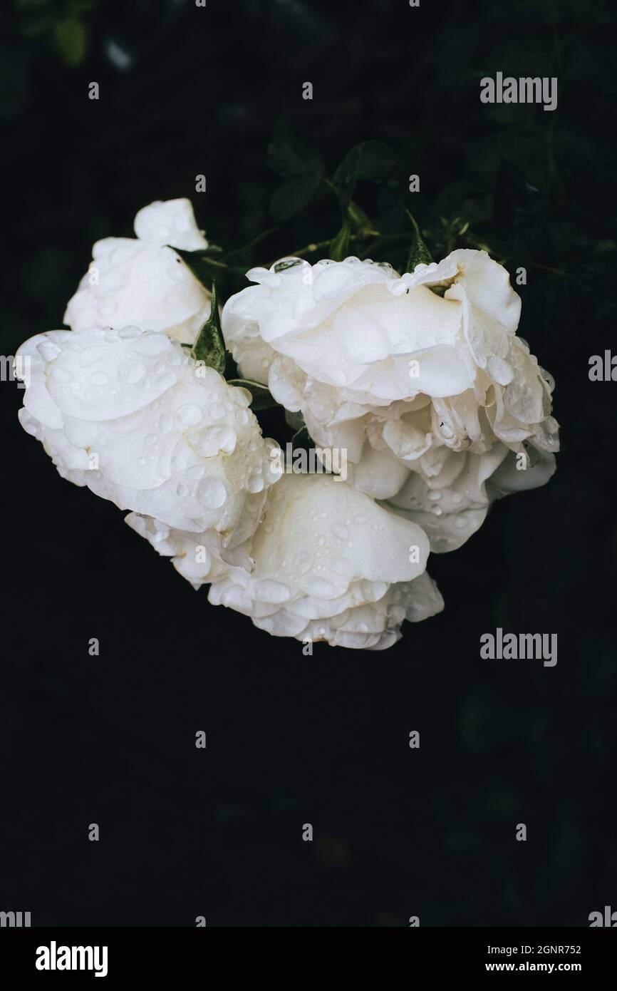 Vertical shot of a bouquet of white roses on a dark background Stock ...