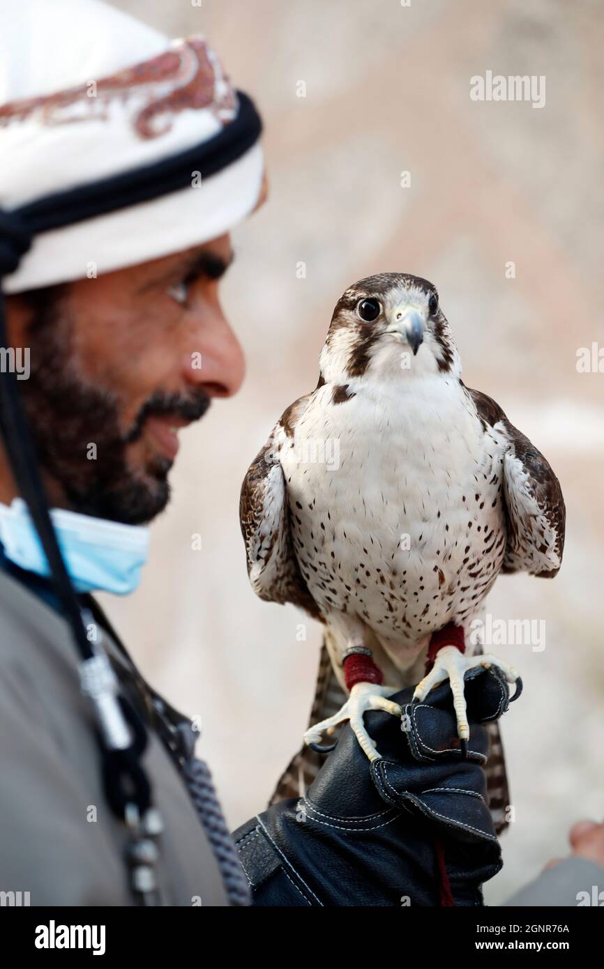 Arab falconer and his hunting falcon. Dubai. United Arab Emirates Stock ...