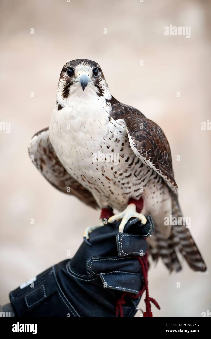 Arab falconer and his hunting falcon. Dubai. United Arab Emirates Stock ...