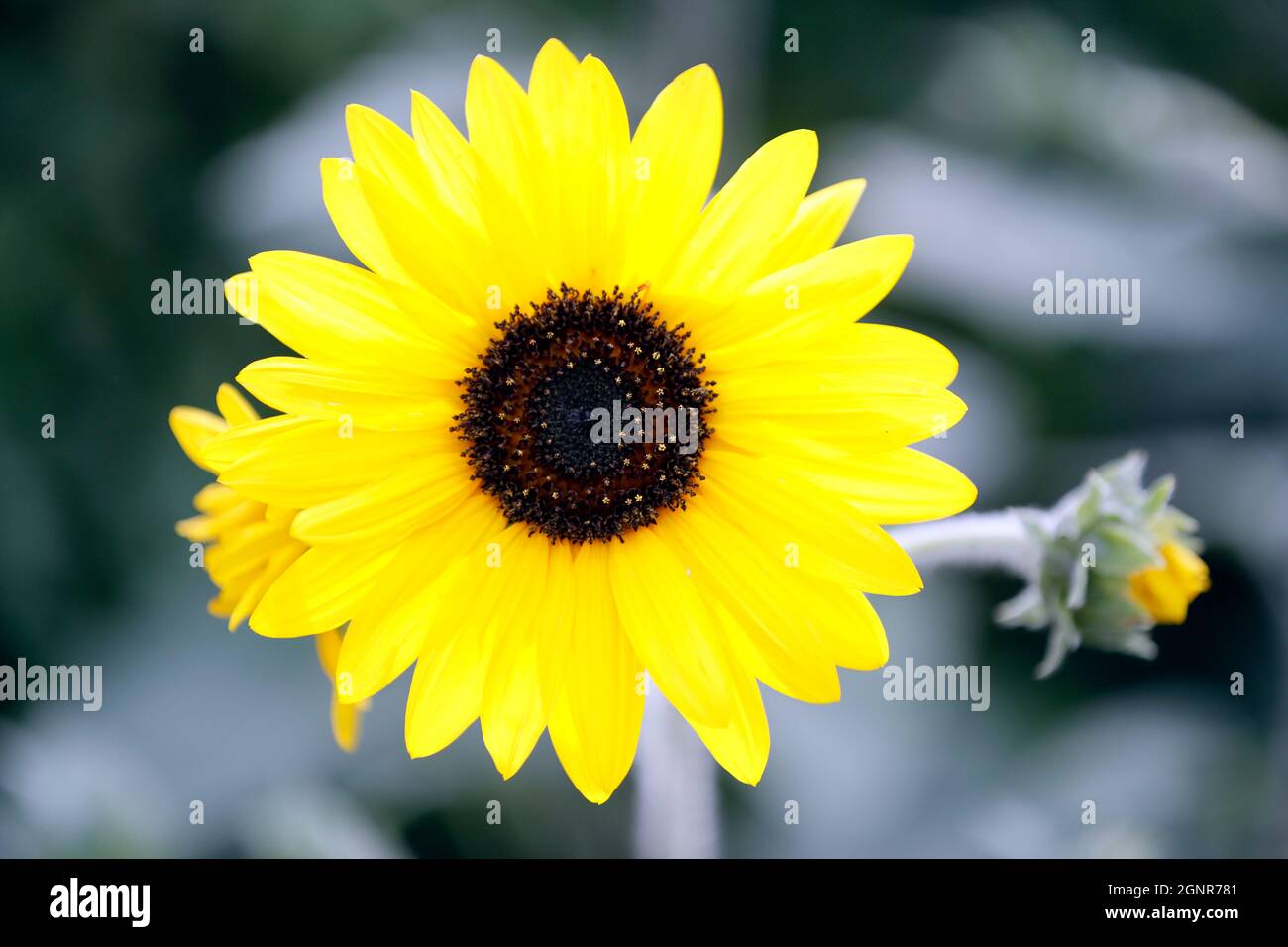 Dubai Miracle Garden, a flower garden located in Dubailand. Yellow ...