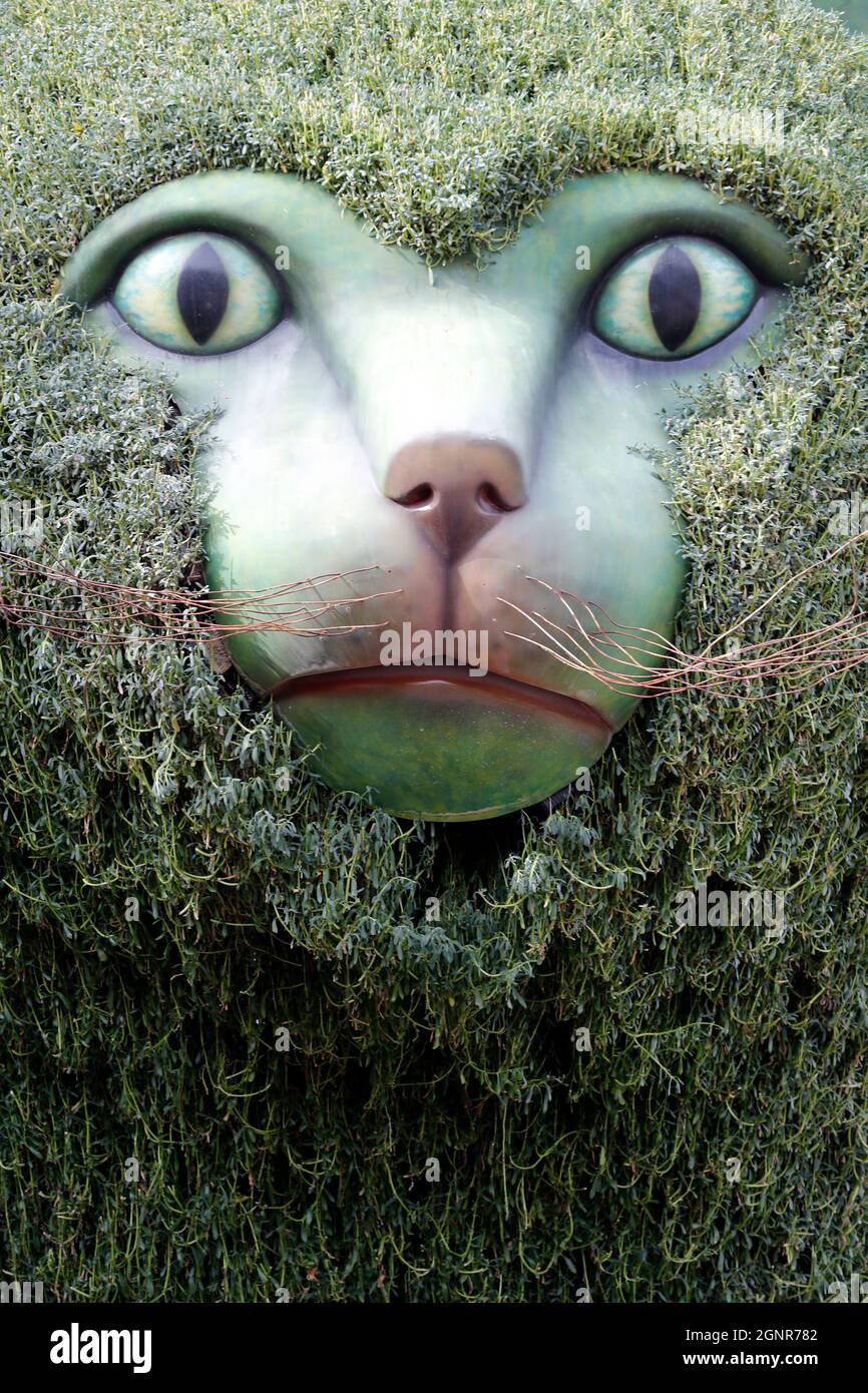 Cat in dubai hi-res stock photography and images - Alamy