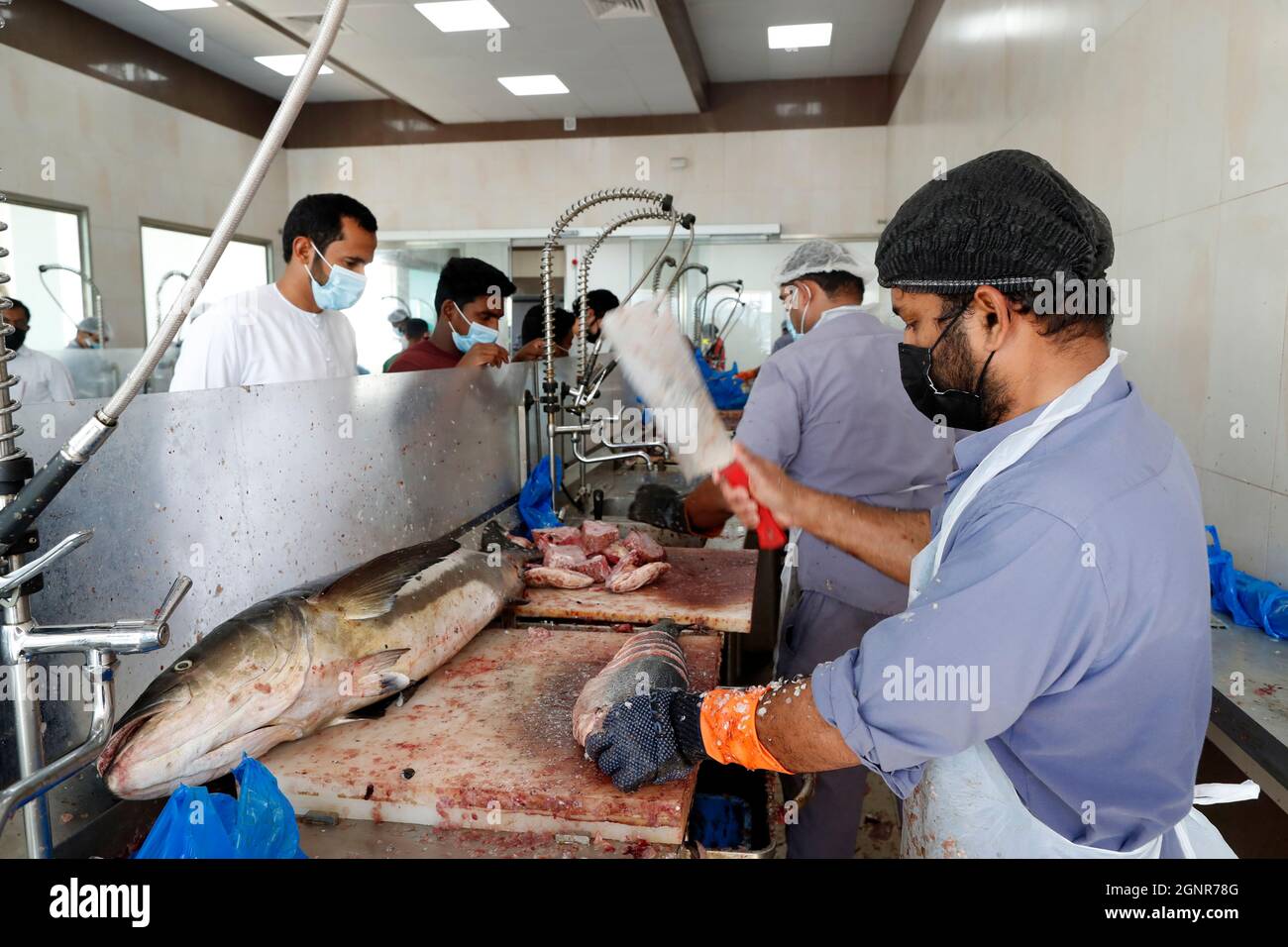 Fish market. Workers cleaning fish. United Arab Emirates Stock Photo ...