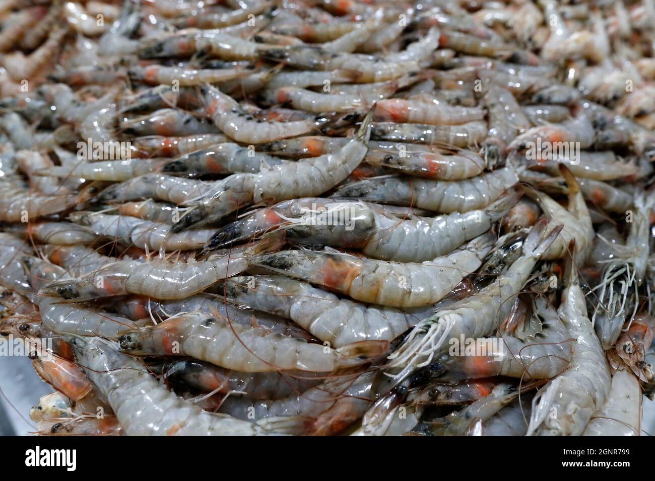Fresh shrimps on sale at the Dubai Fish market. United Arab Emirates ...