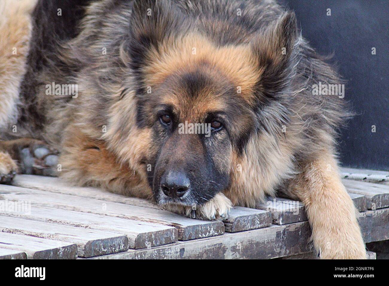 Closeup shot domestic dog hi-res stock photography and images - Alamy