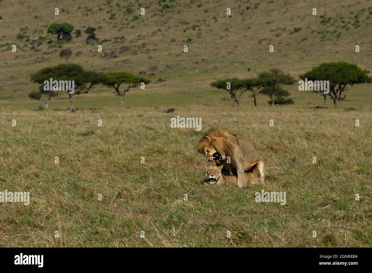 Accouplement lion hi-res stock photography and images - Alamy