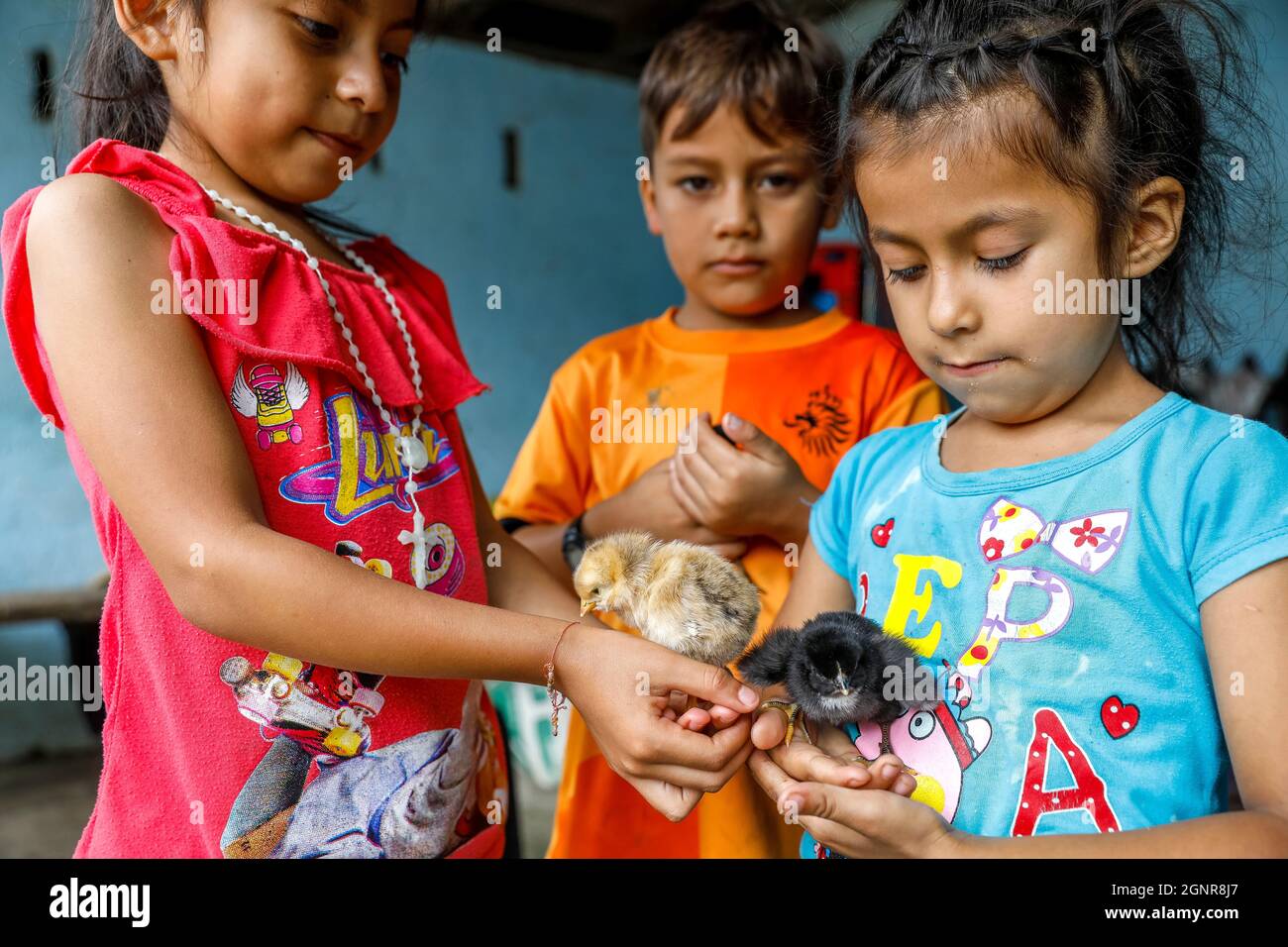 Children with chicks in hi-res stock photography and images - Alamy