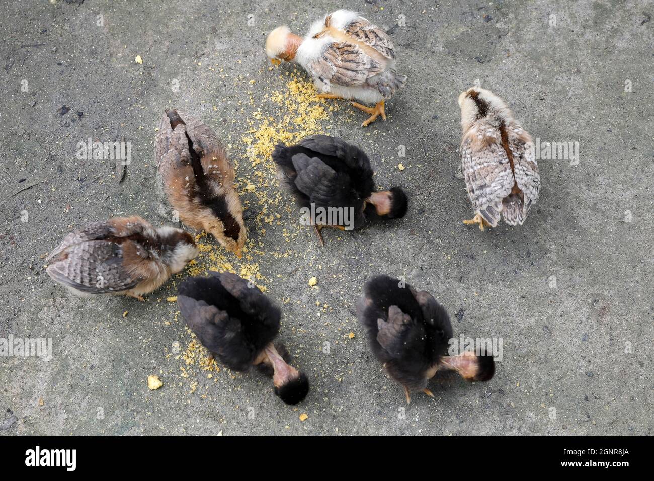 Chicks in a cocoa planter's home, Intag Valley, Ecuador Stock Photo - Alamy