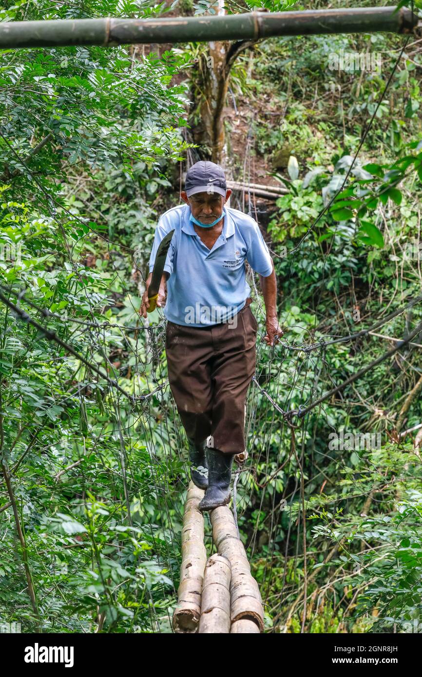 Cocoa planter crossing a bridge in Intag valley, Ecuador Stock Photo ...