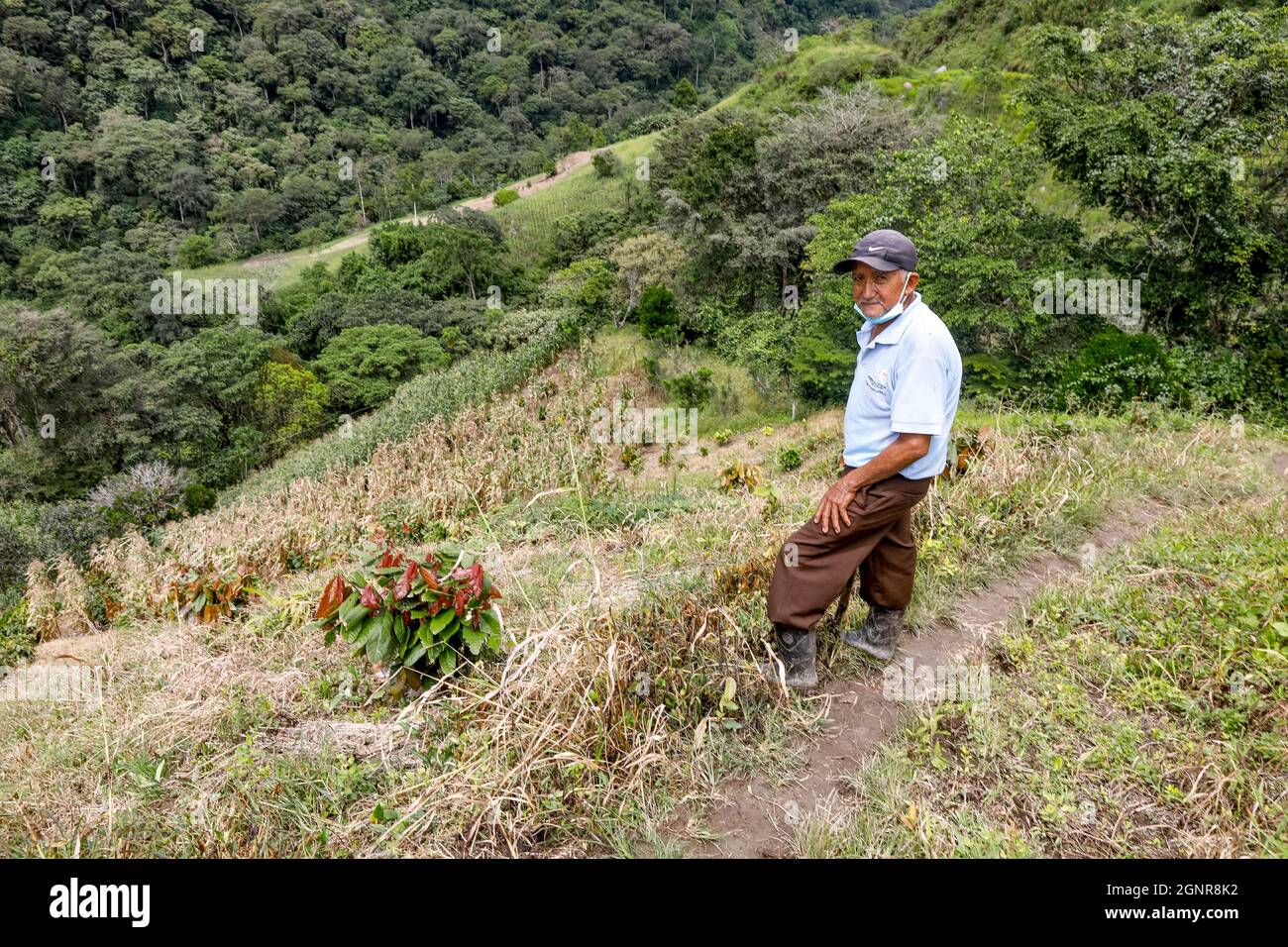Cocoa planter in Intag valley, Ecuador Stock Photo - Alamy