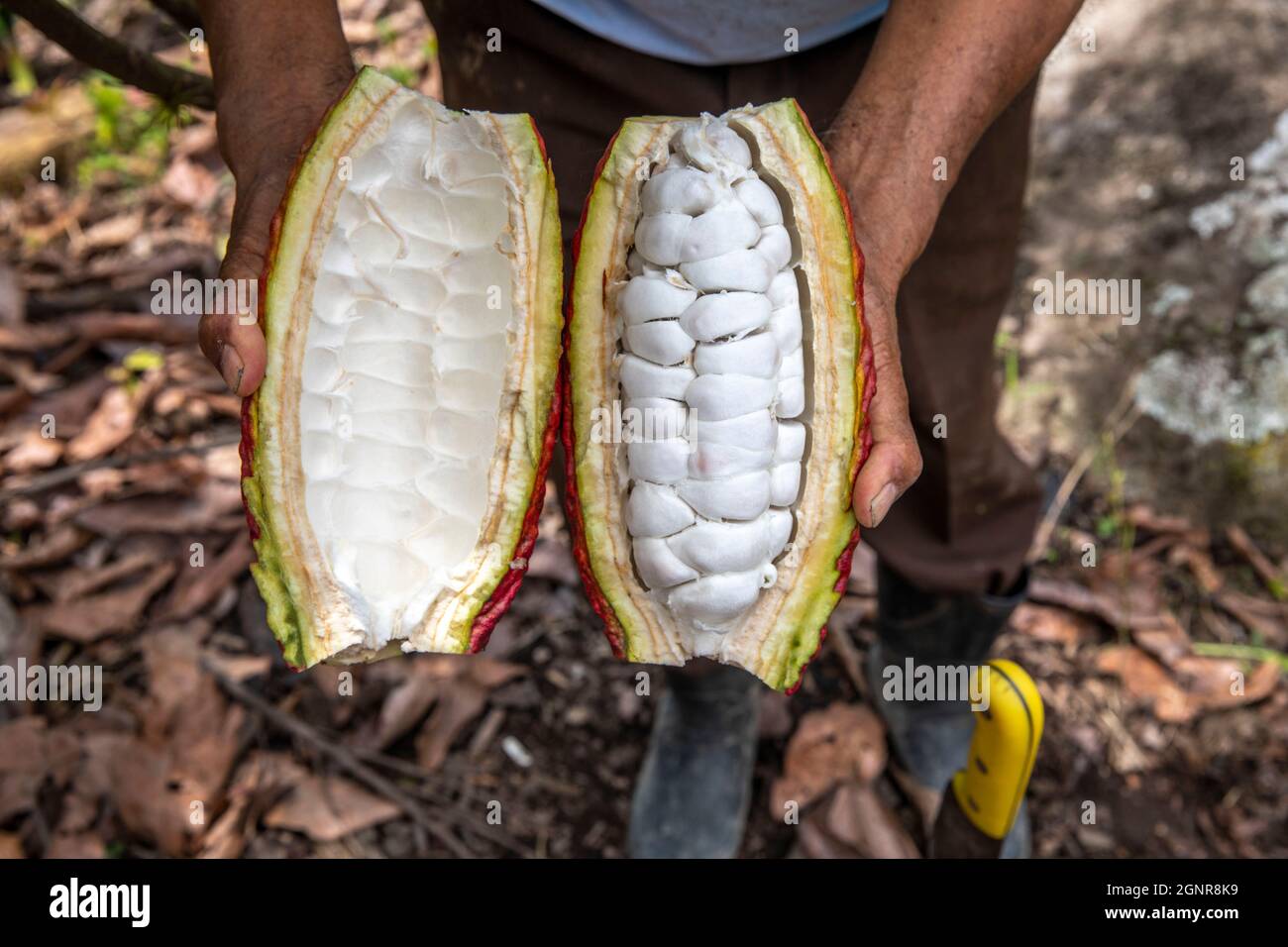 Cocoa planter opening a pod in Intag valley, Ecuador Stock Photo - Alamy