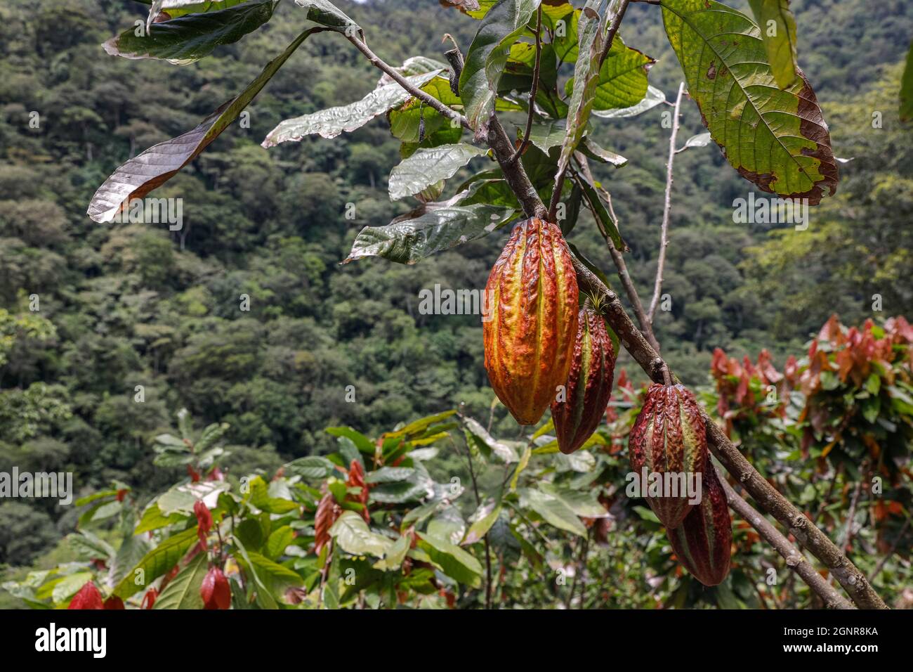 Cocoa plantation in Intag valley, Ecuador Stock Photo - Alamy