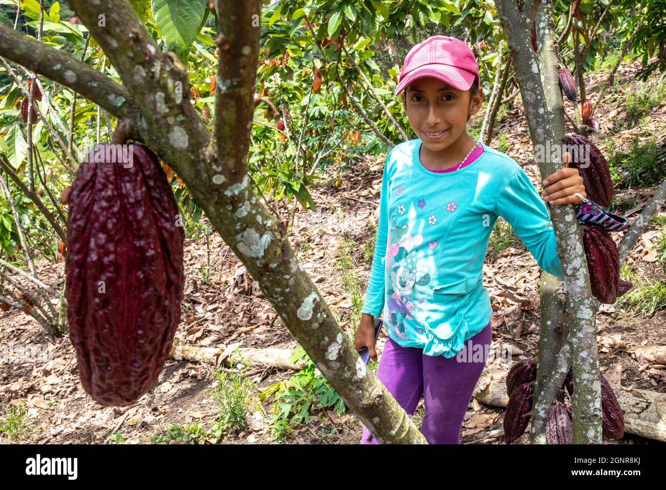 Girl standing in a cocoa plantation in Intag valley, Ecuador Stock ...