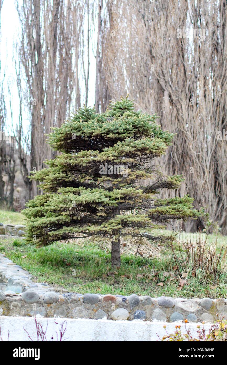 Vertical shot of a small lonely tree Stock Photo - Alamy