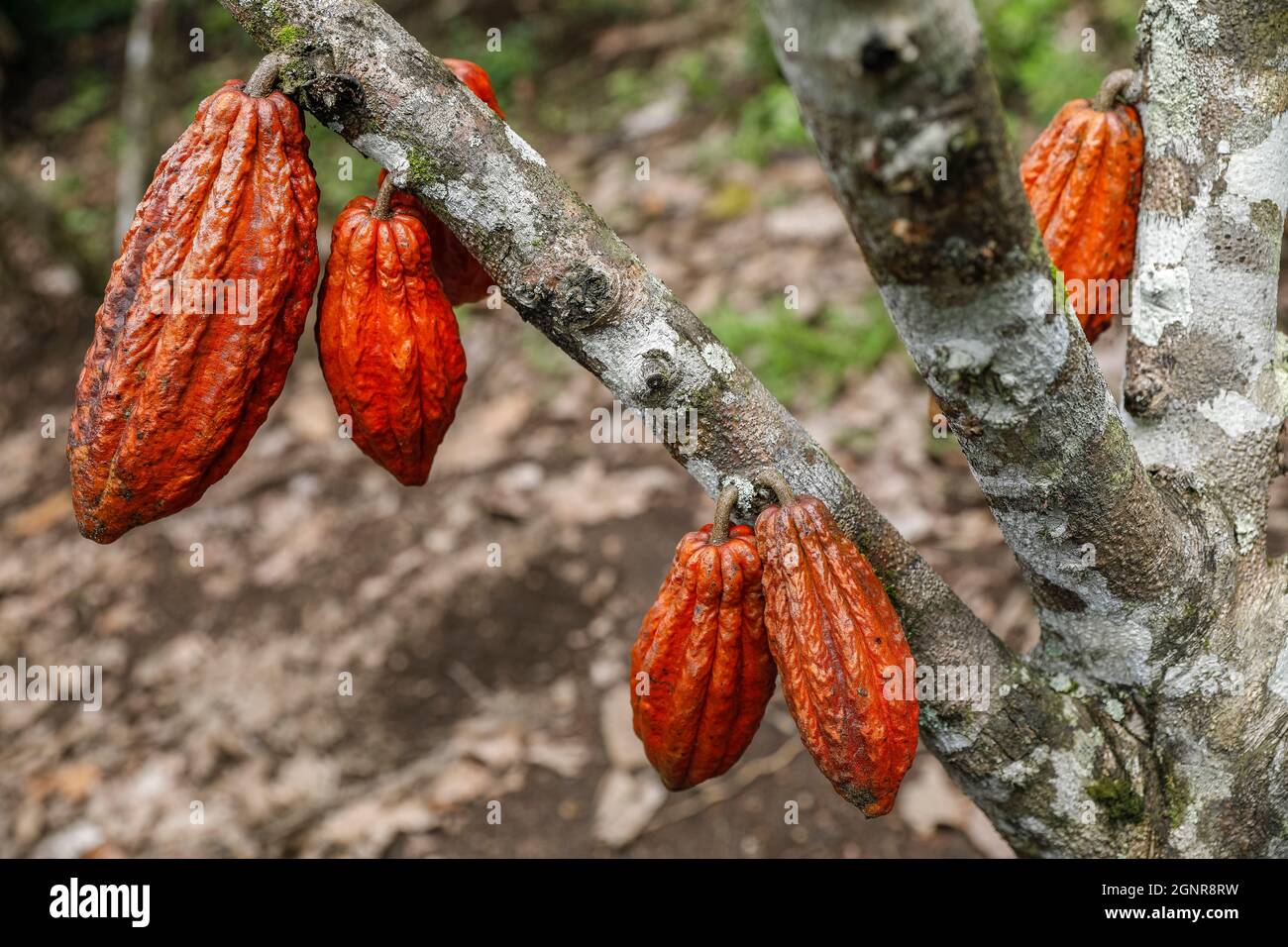 Cocoa plantation in Intag valley, Ecuador Stock Photo - Alamy