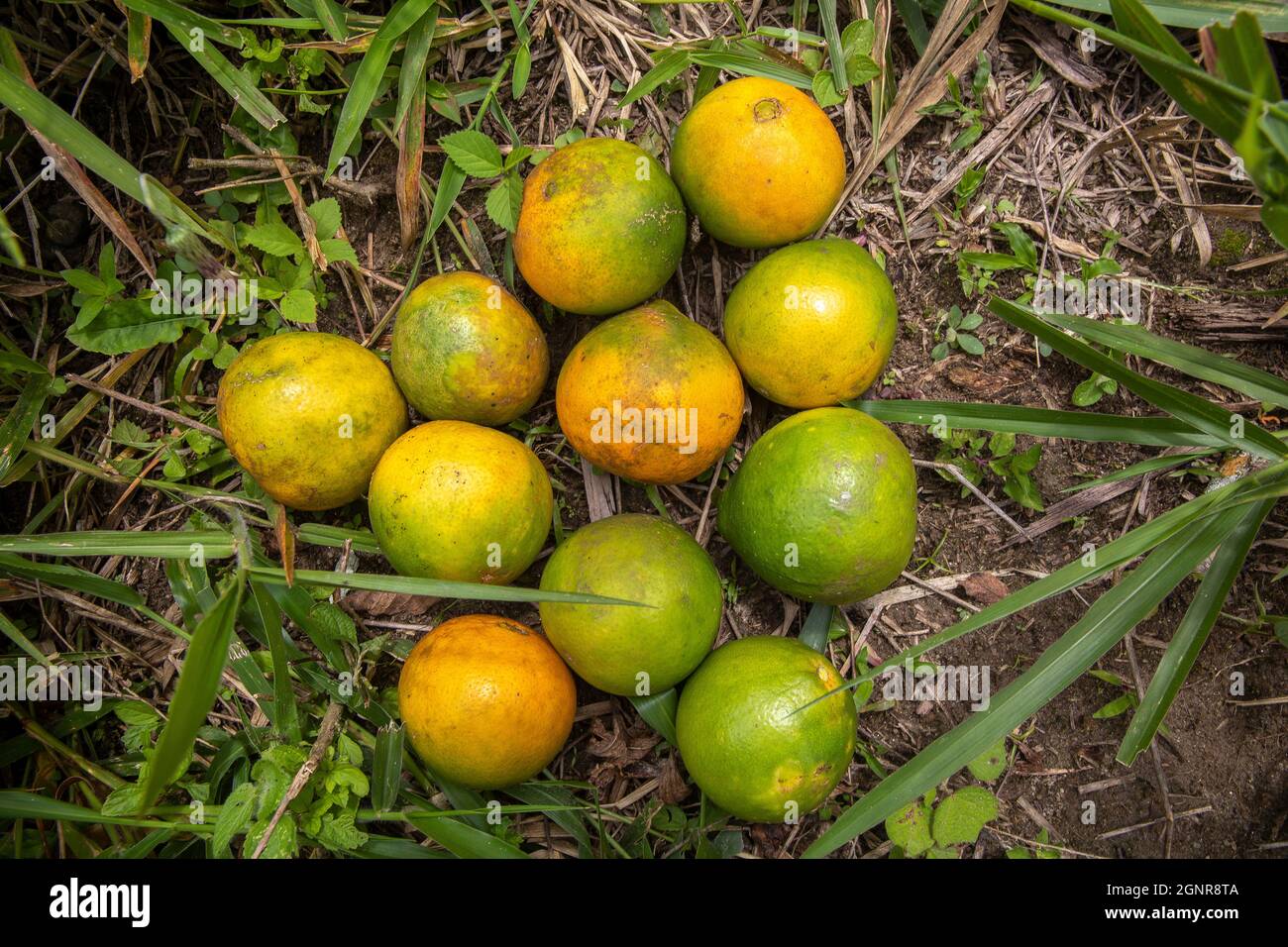 Oranges in Intag valley, Ecuador Stock Photo - Alamy