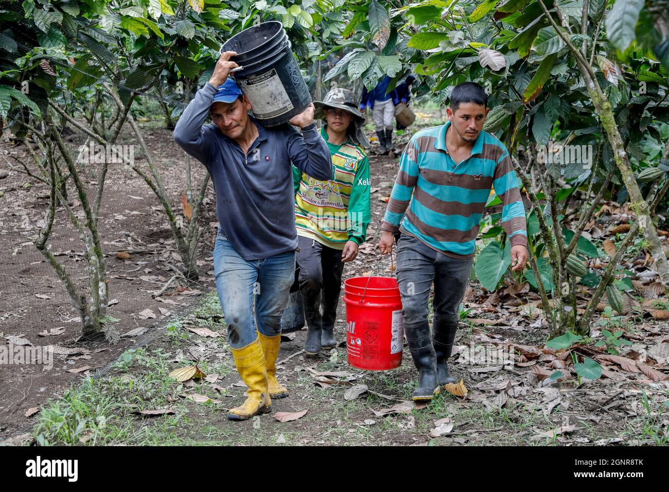 Workers on a cocoa plantation in Intag valley, Ecuador Stock Photo - Alamy