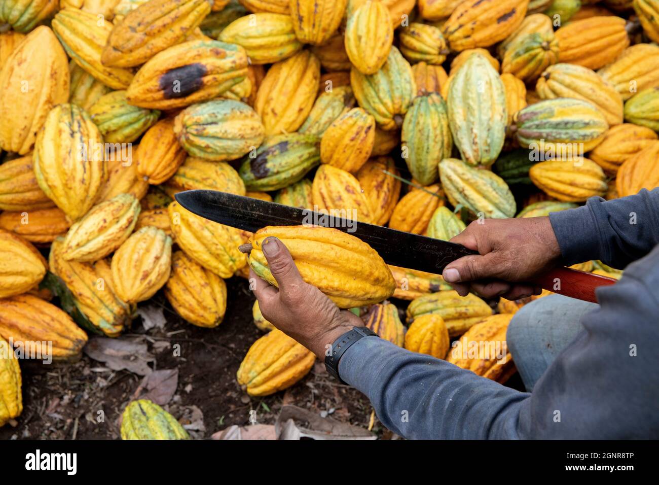 Cocoa farmer breaking cocoa pods on a plantation in Intag valley ...