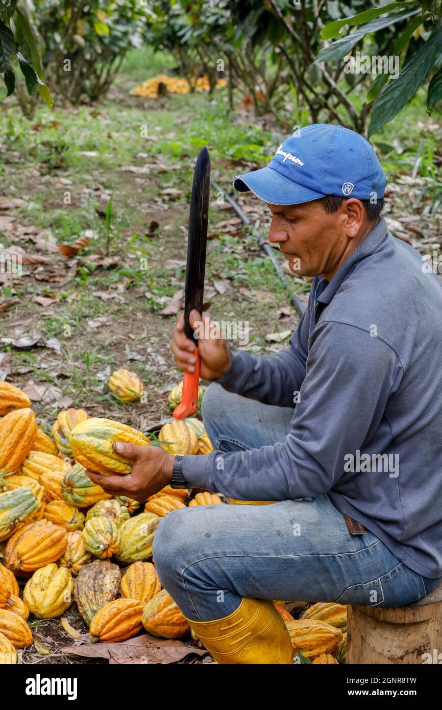 Cocoa farmer breaking cocoa pods on a plantation in Intag valley ...