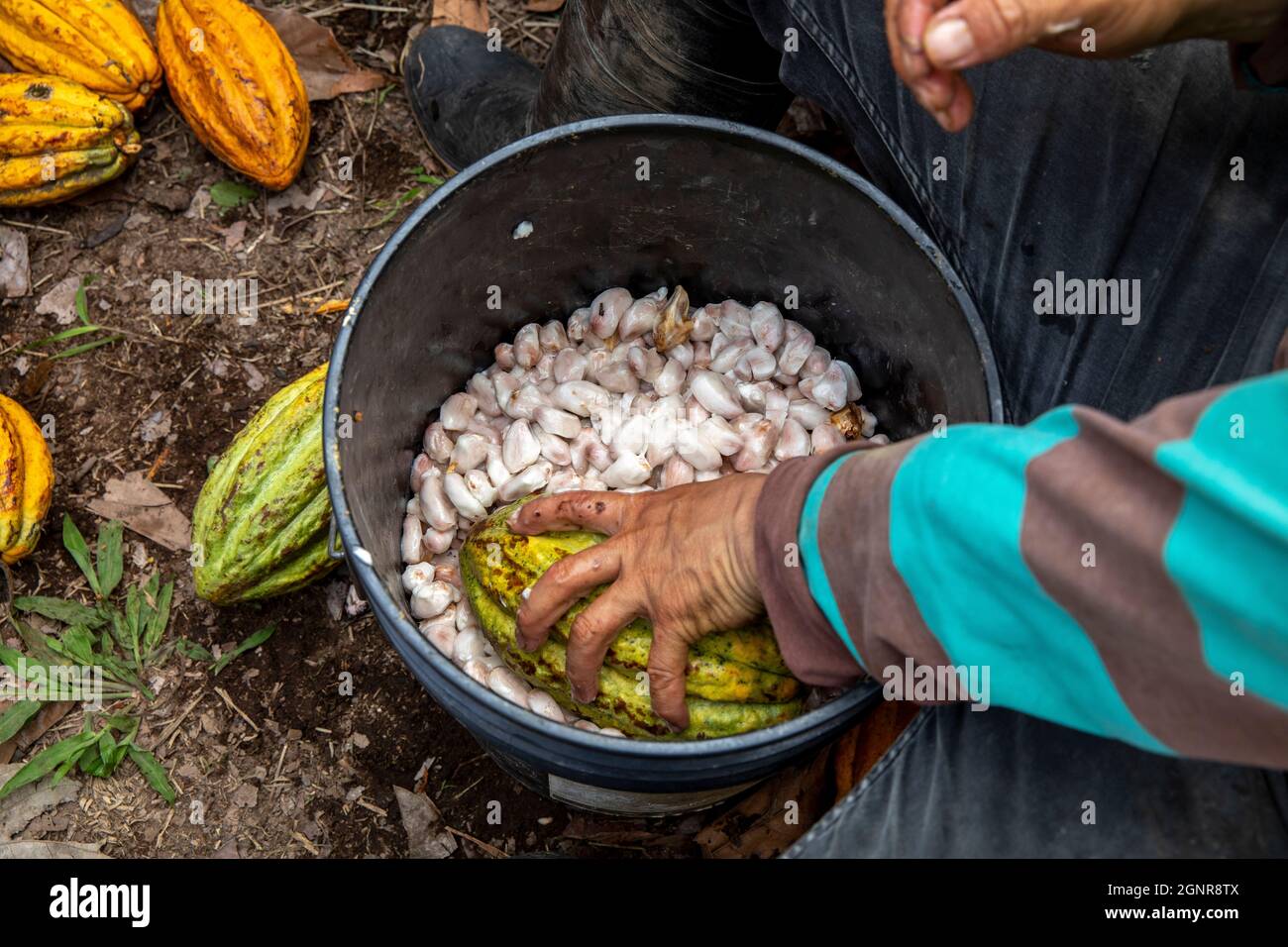 Cocoa farmers breaking cocoa pods on a plantation in Intag valley ...