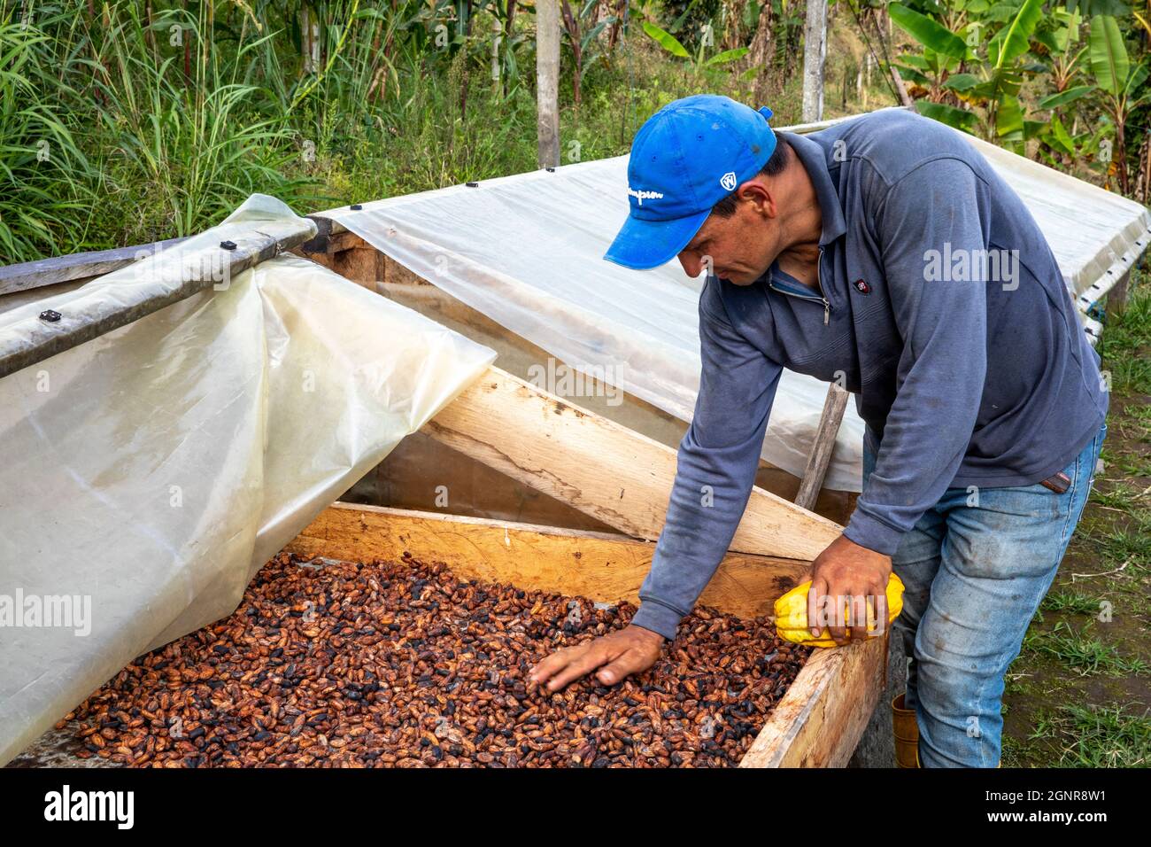Work on a cocoa plantation in Intag valley, Ecuador. Drying process ...