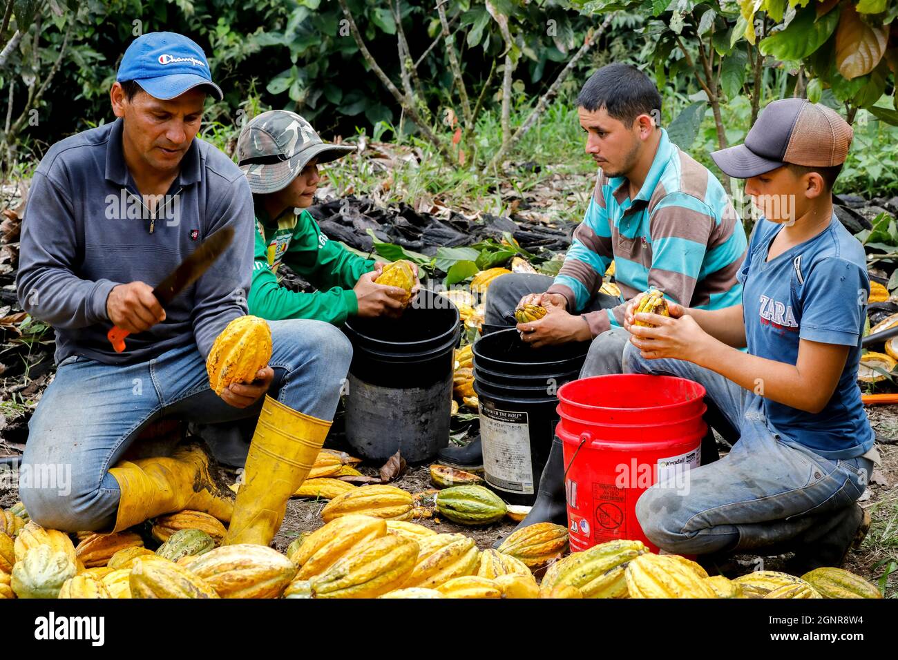 Cocoa pods breaking hi-res stock photography and images - Alamy