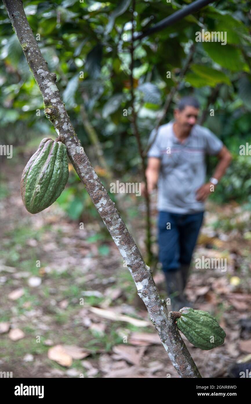 Cocoa plantation in Intag valley, Ecuador Stock Photo - Alamy