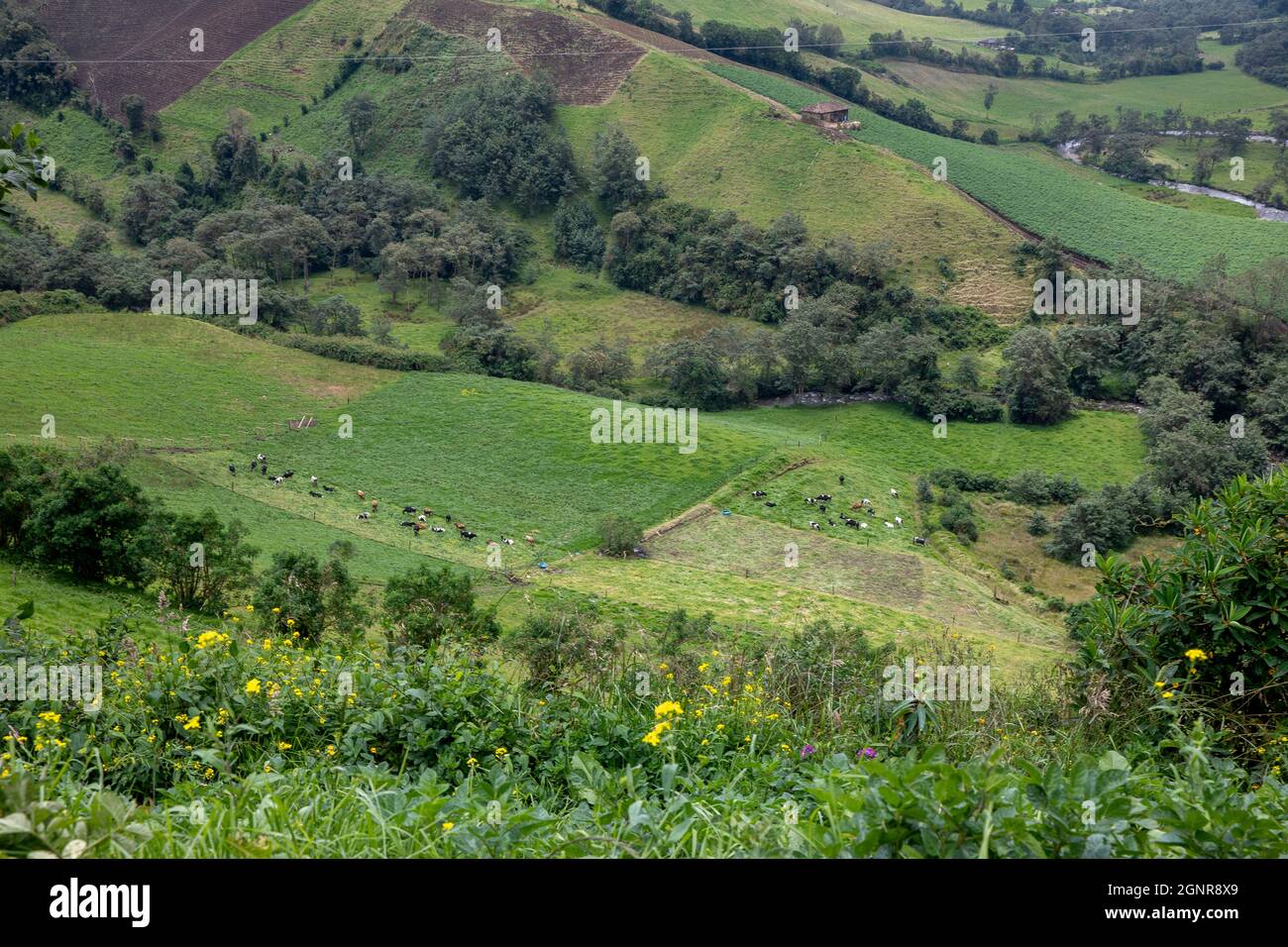 Northern sierra landscape, Carchi, Ecuador Stock Photo - Alamy