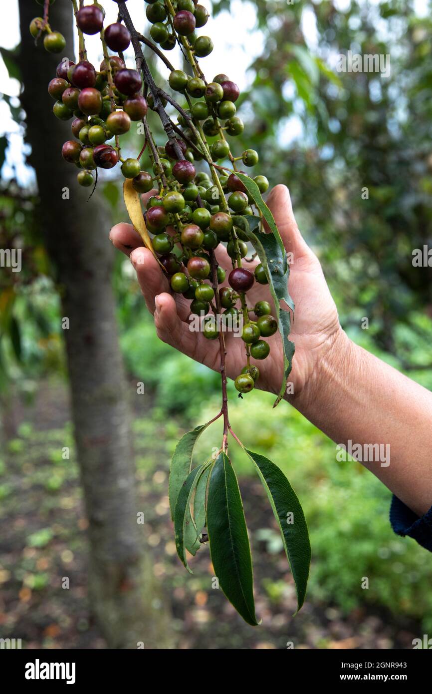 Carchi province hi-res stock photography and images - Alamy